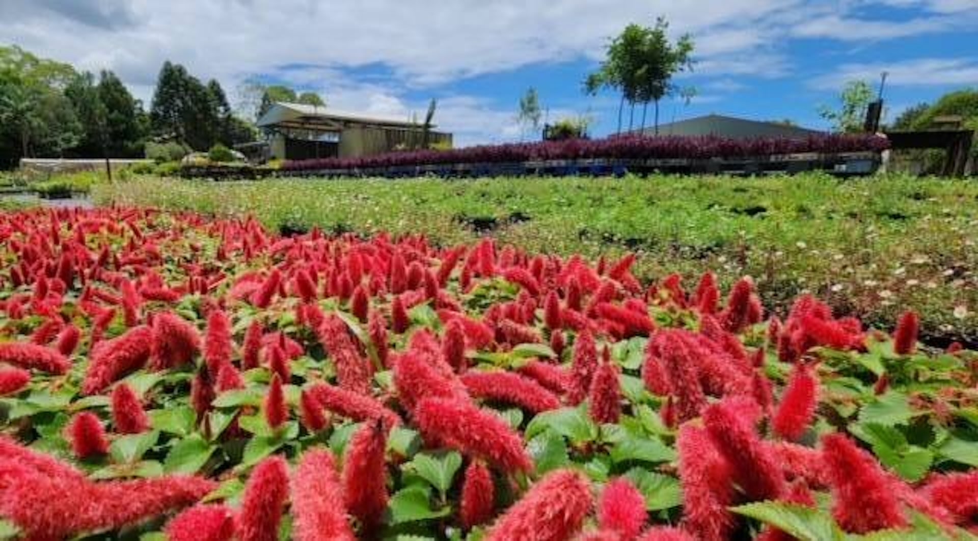 Filler Plants in a Landscape - Plant Connections