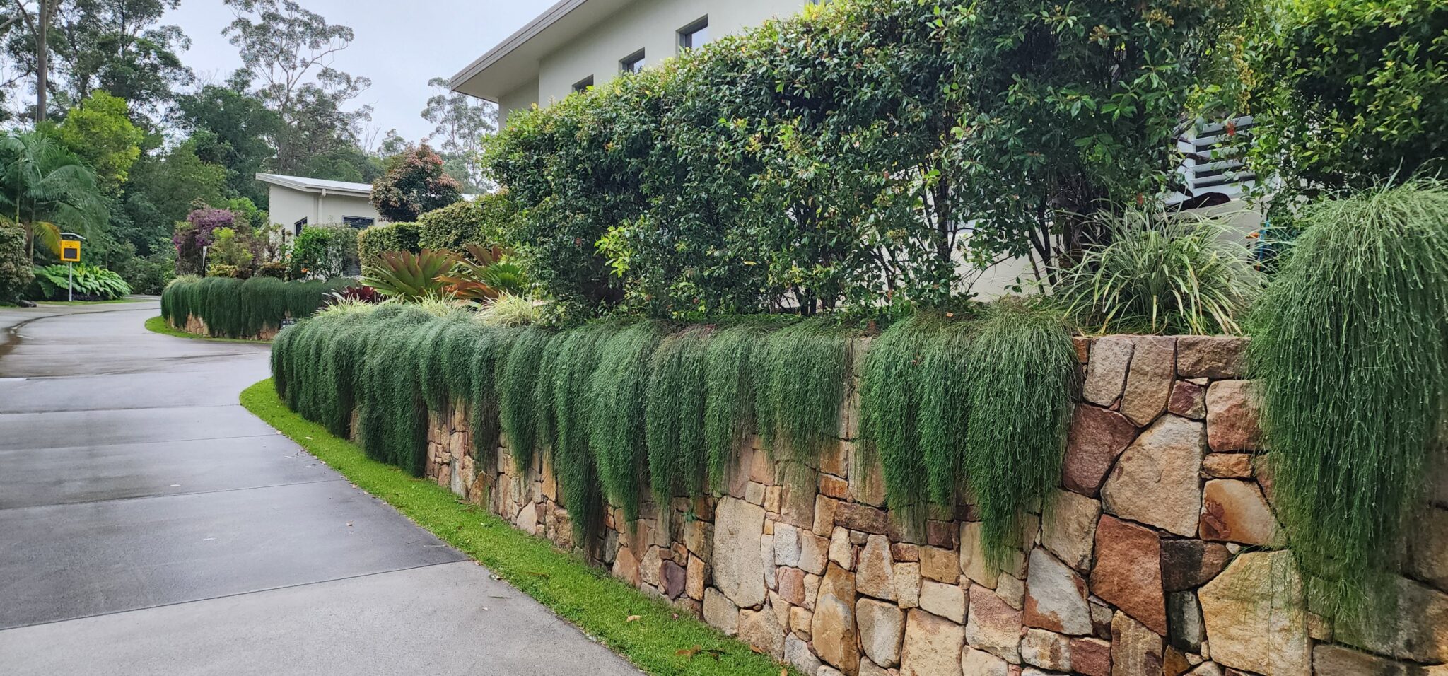 Best Groundcovers for South East Queensland - Plant Connections